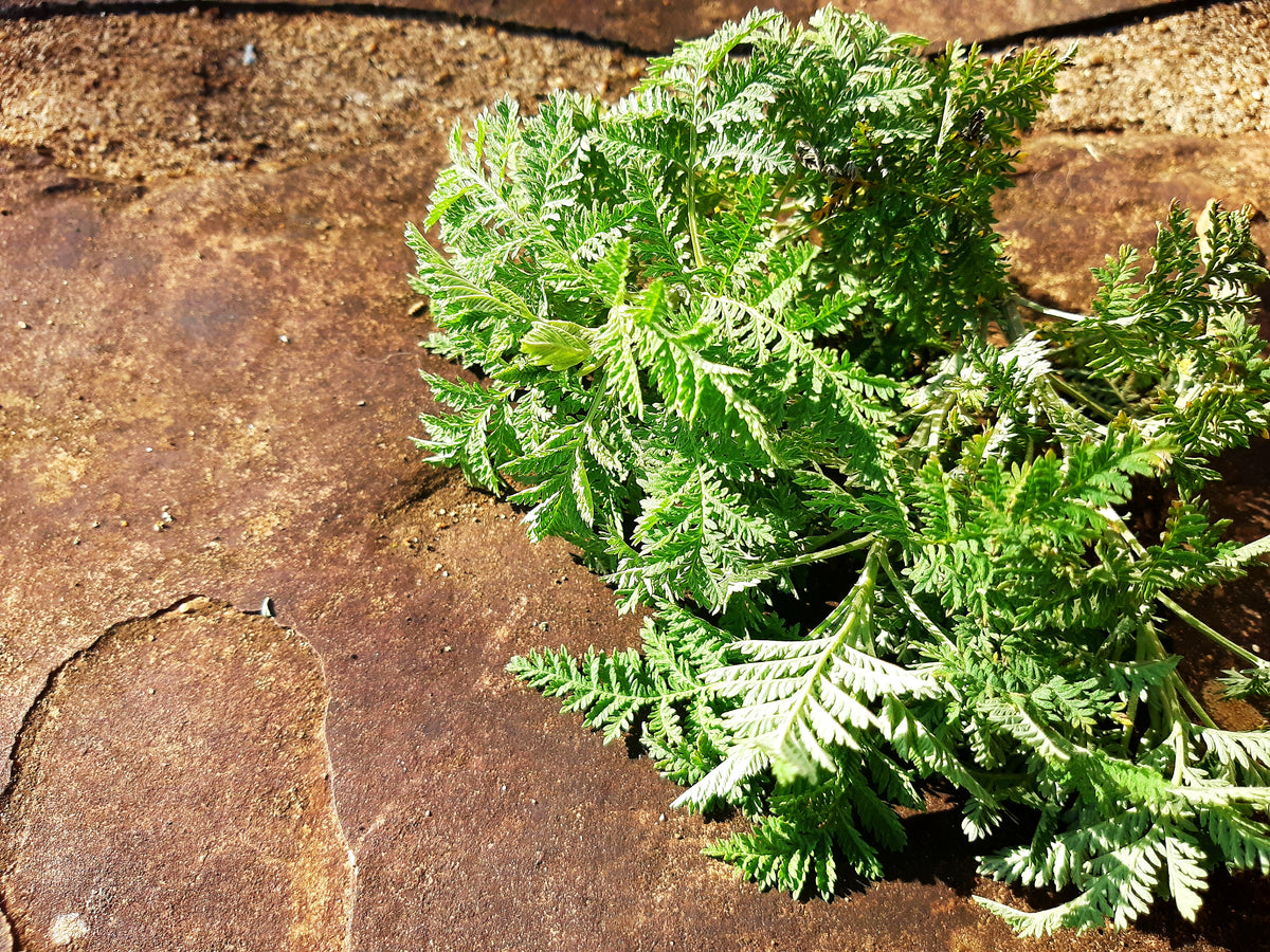 One of the oldest and best known medicianl plants in Africa- Artemisia ...