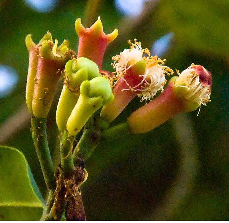 Strong , Warm and Spicy. Clove Bud Essential Oil – Sanfern Downs